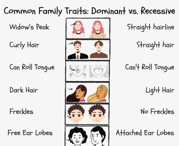 Family Traits and DNA | Basildon Heritage